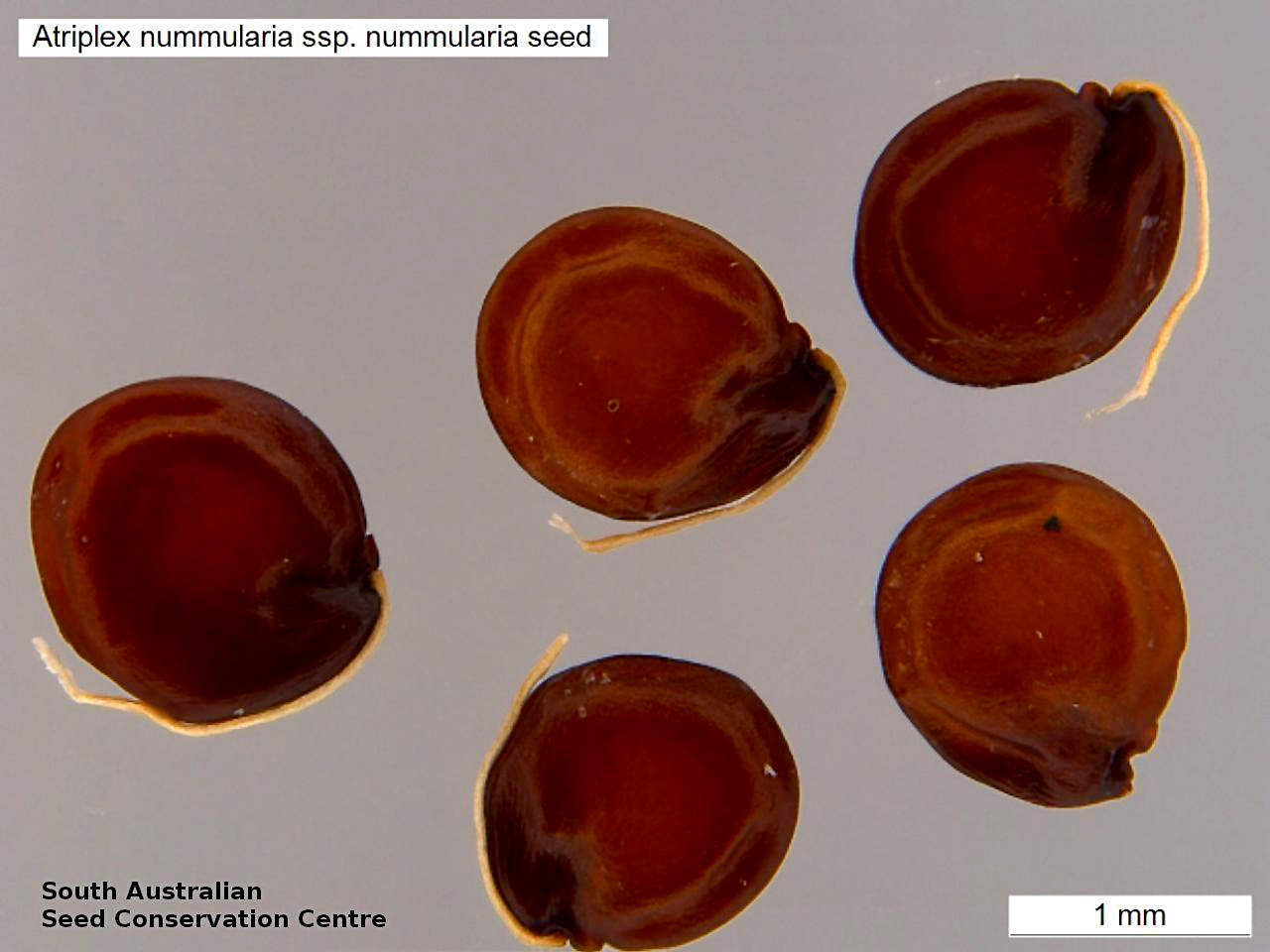 Amaranthaceae | Fruit and Seed Family ID