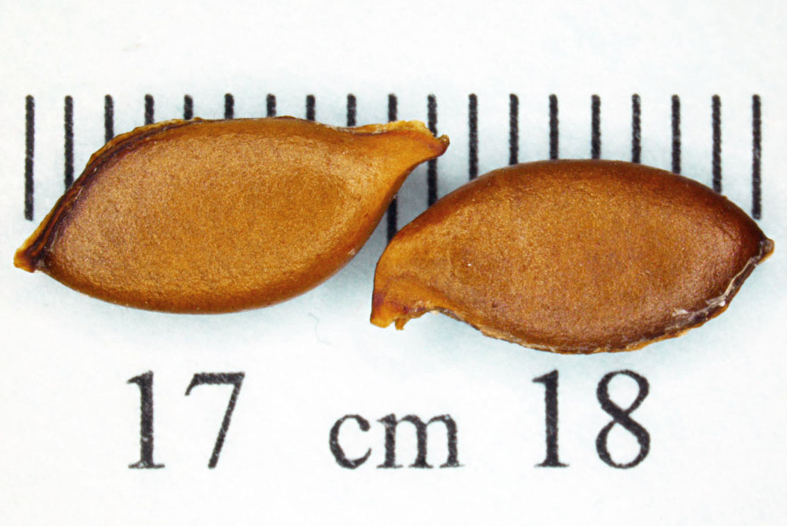 Oxalidaceae | Fruit and Seed Family ID