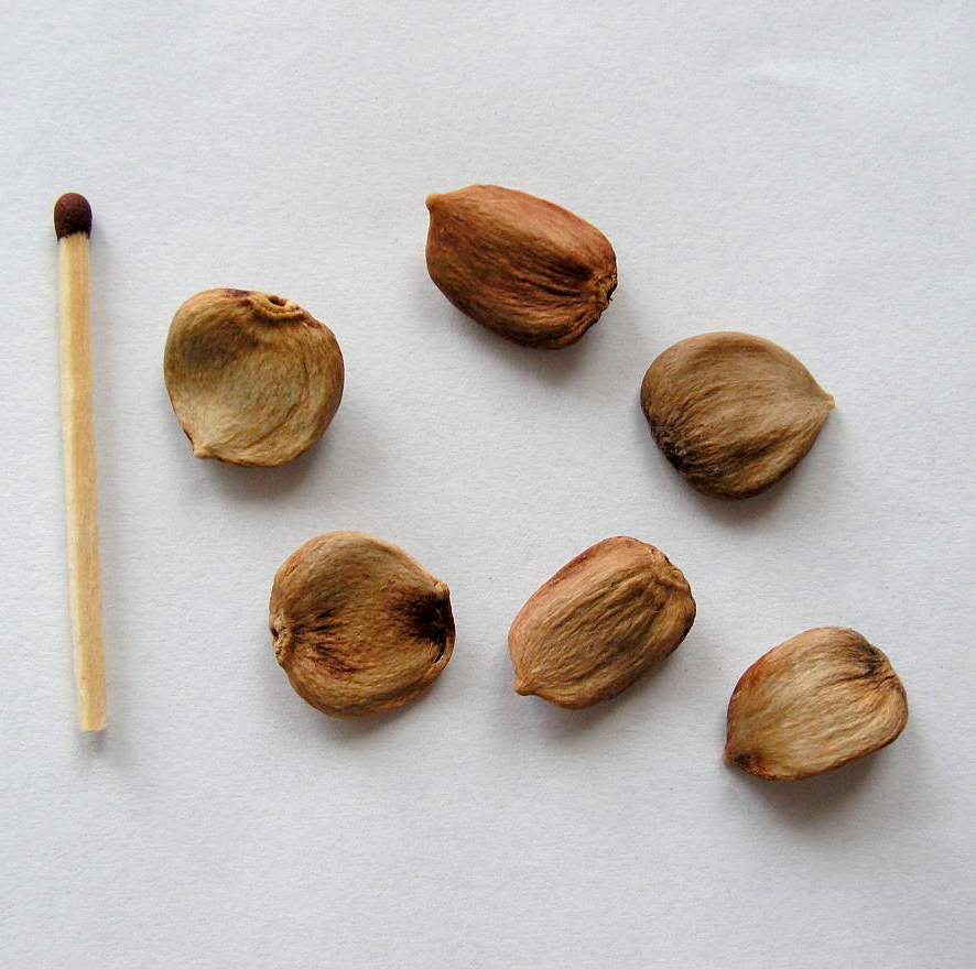 Phyllanthaceae | Fruit and Seed Family ID