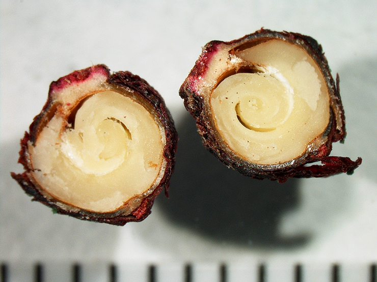 Basellaceae | Fruit and Seed Family ID