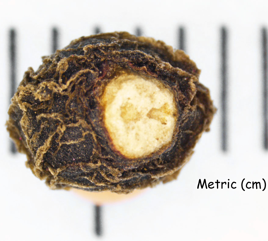 Basellaceae | Fruit and Seed Family ID