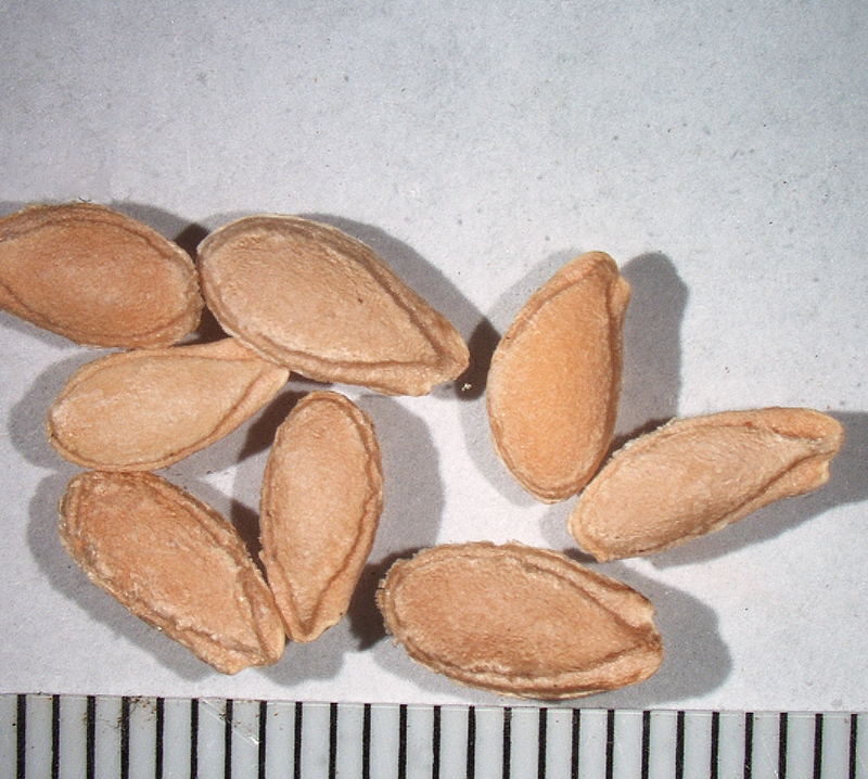 Cucurbitaceae | Fruit and Seed Family ID