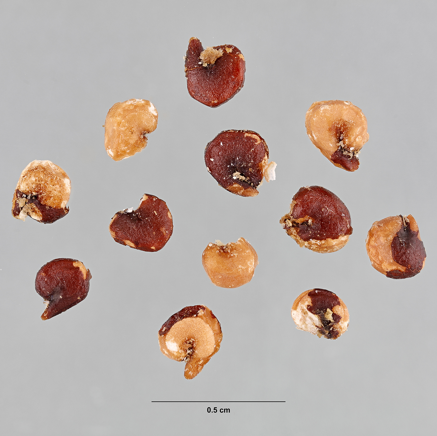 Amaranthaceae | Fruit and Seed Family ID
