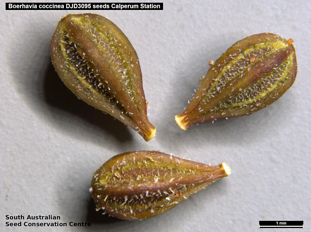 Nyctaginaceae | Fruit and Seed Family ID