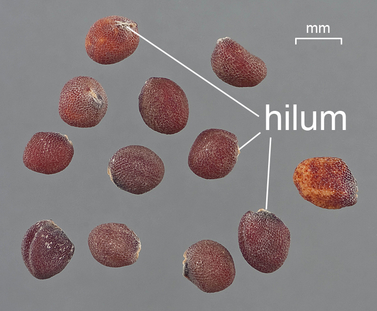 Brassicaceae | Fruit and Seed Family ID