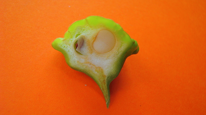 Moraceae | Fruit and Seed Family ID
