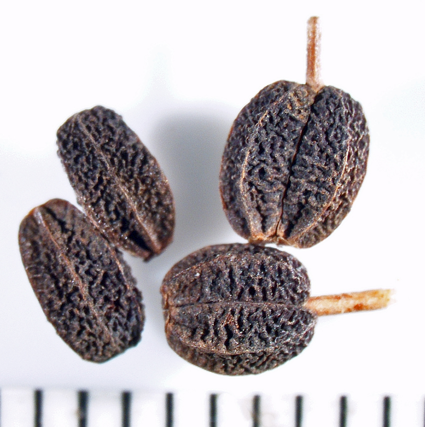 Apiaceae | Fruit and Seed Family ID