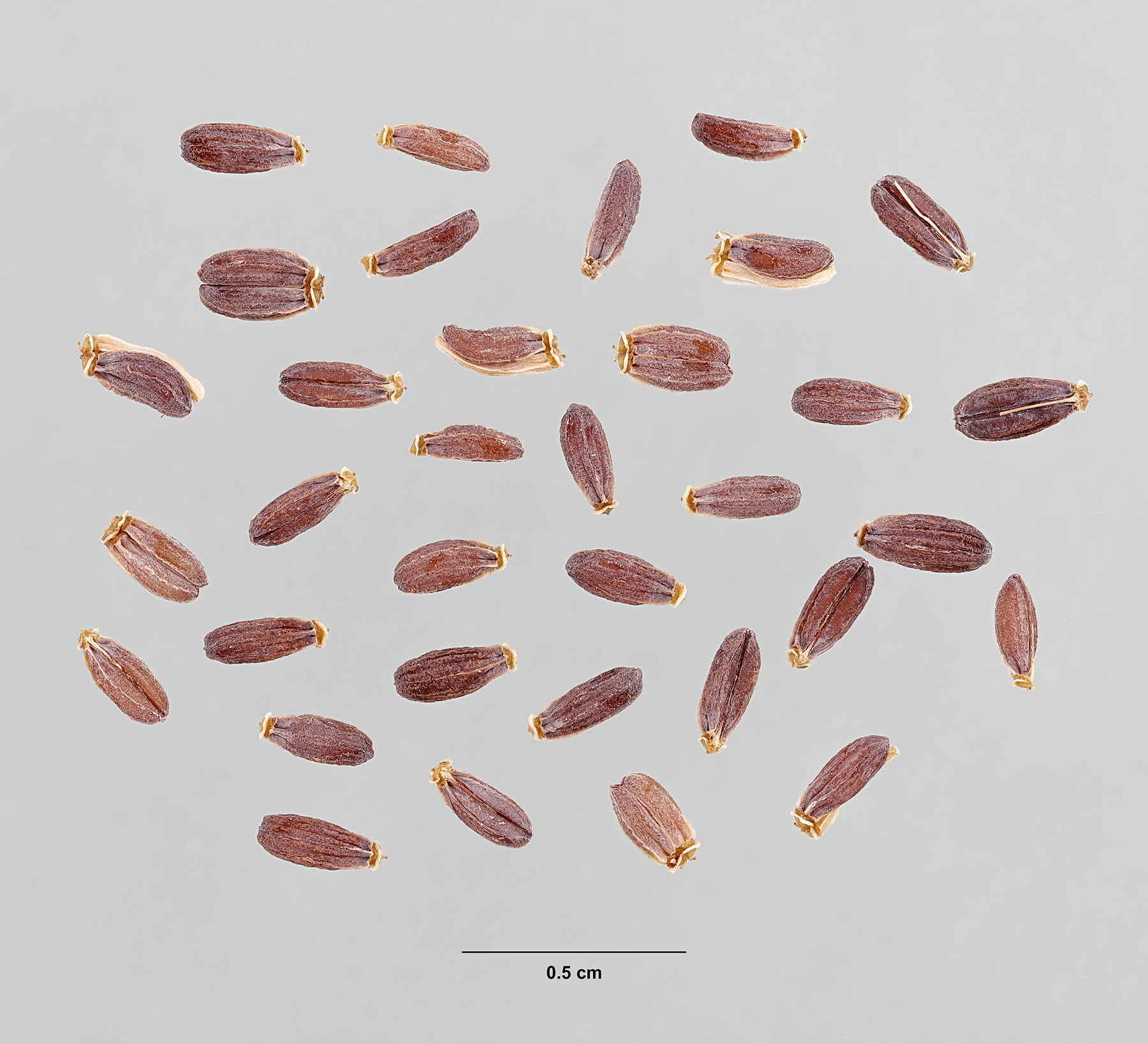 Apiaceae | Fruit and Seed Family ID