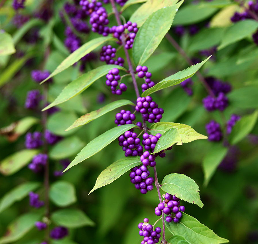 Lamiaceae | Fruit and Seed Family ID