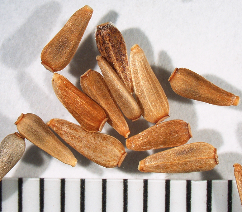 Asteraceae | Fruit and Seed Family ID