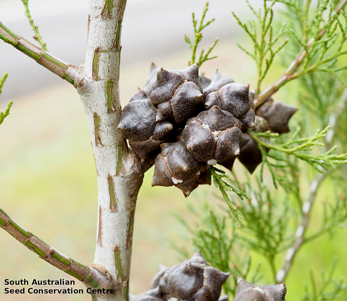 Cupressaceae | Fruit and Seed Family ID