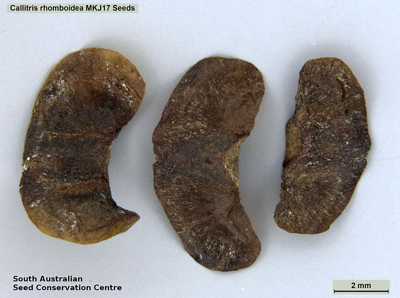 Cupressaceae | Fruit and Seed Family ID