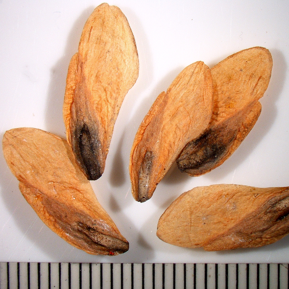 Cupressaceae | Fruit and Seed Family ID
