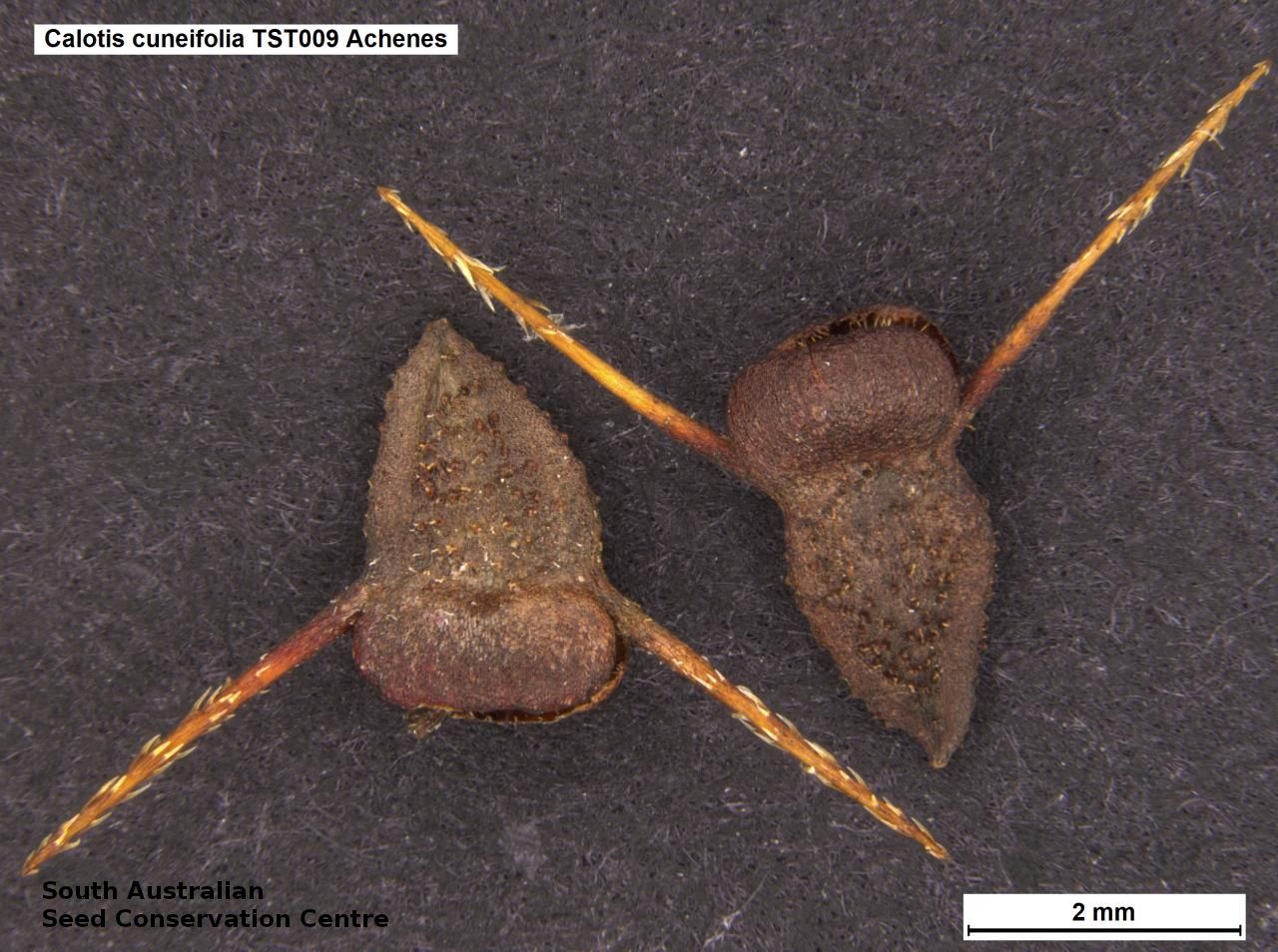 Asteraceae | Fruit and Seed Family ID