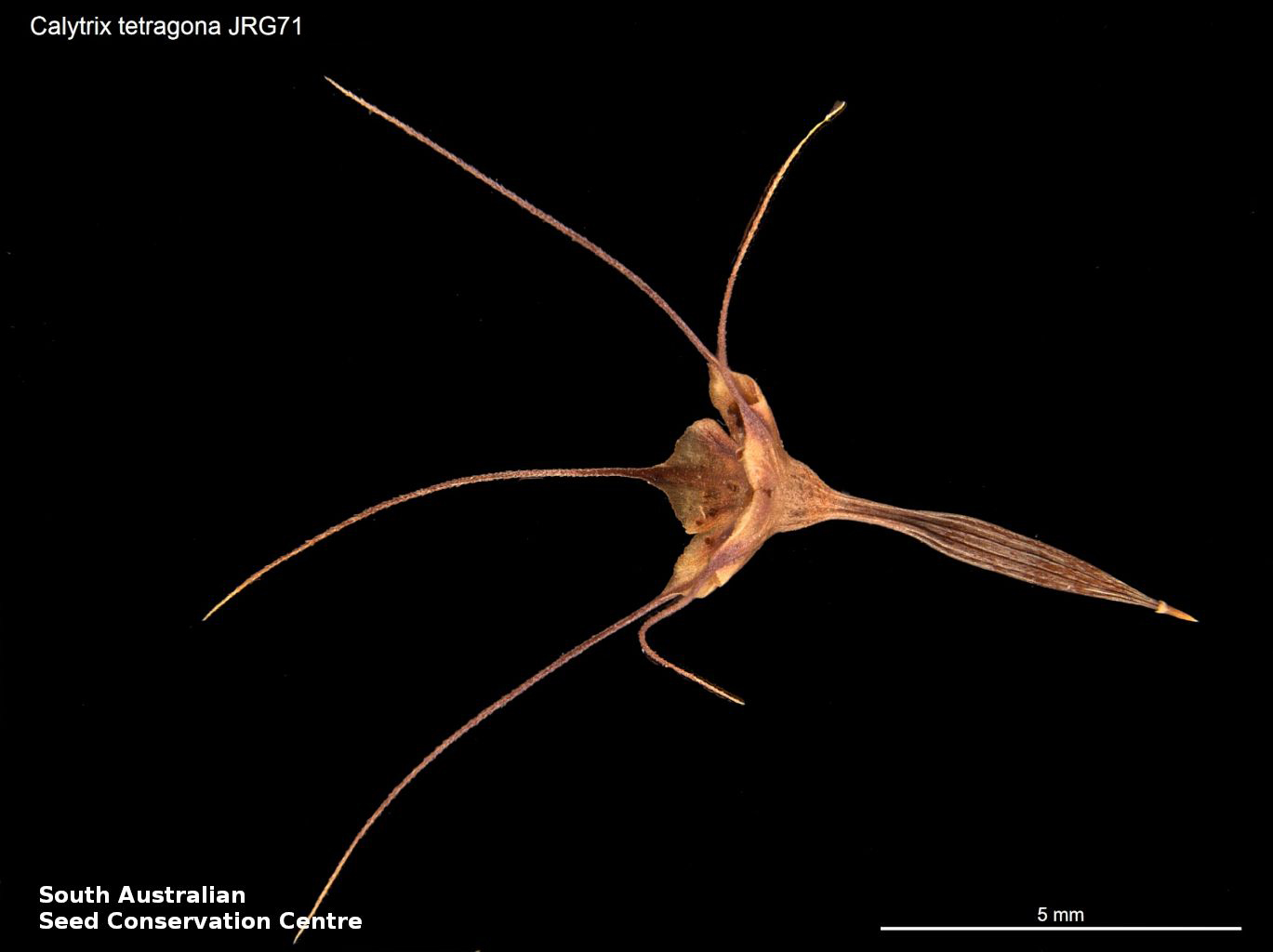 Myrtaceae | Fruit and Seed Family ID