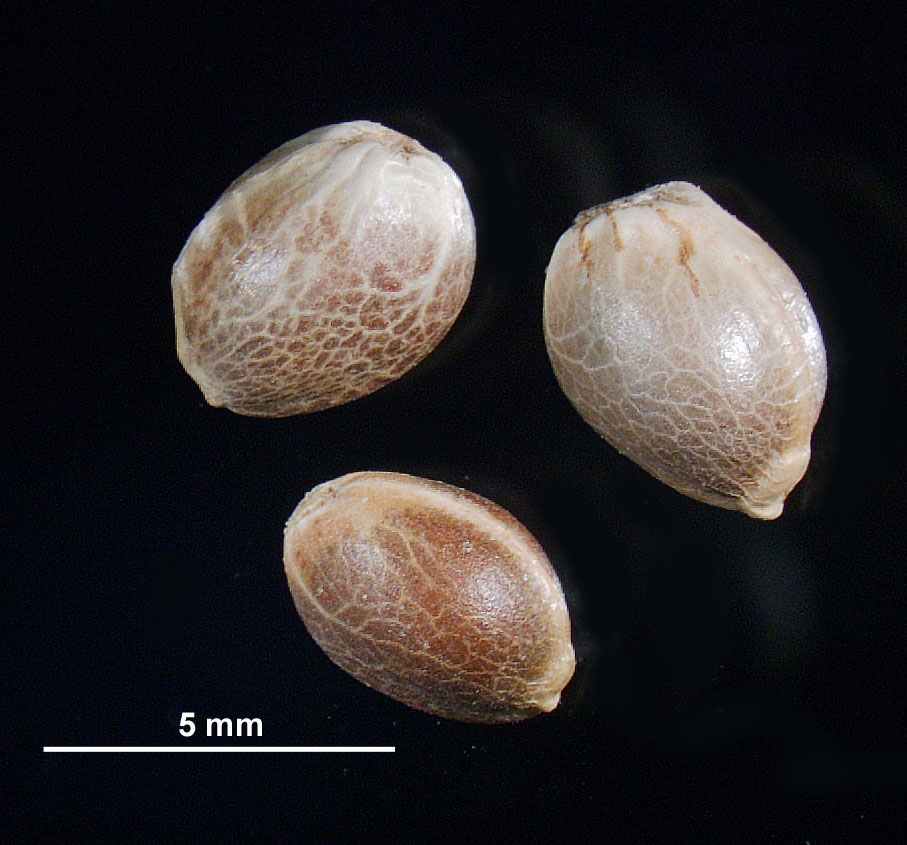 Cannabaceae | Fruit and Seed Family ID