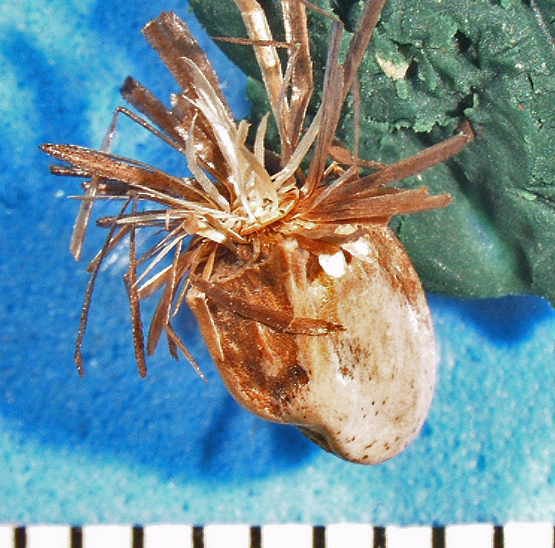 Asteraceae | Fruit and Seed Family ID