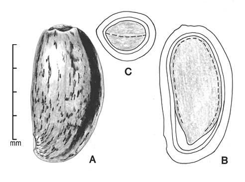 Asteraceae | Fruit and Seed Family ID