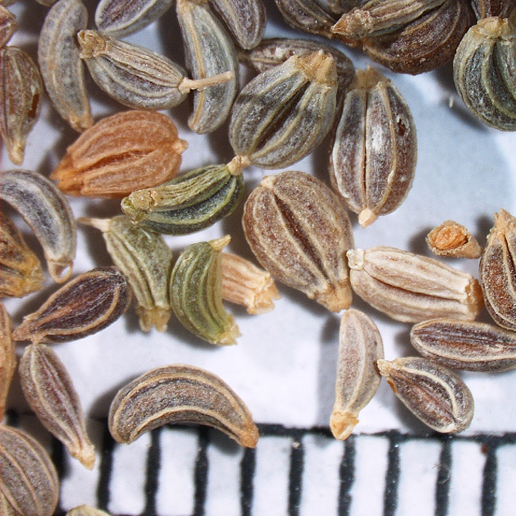 Apiaceae | Fruit and Seed Family ID
