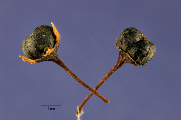 Rhamnaceae | Fruit and Seed Family ID