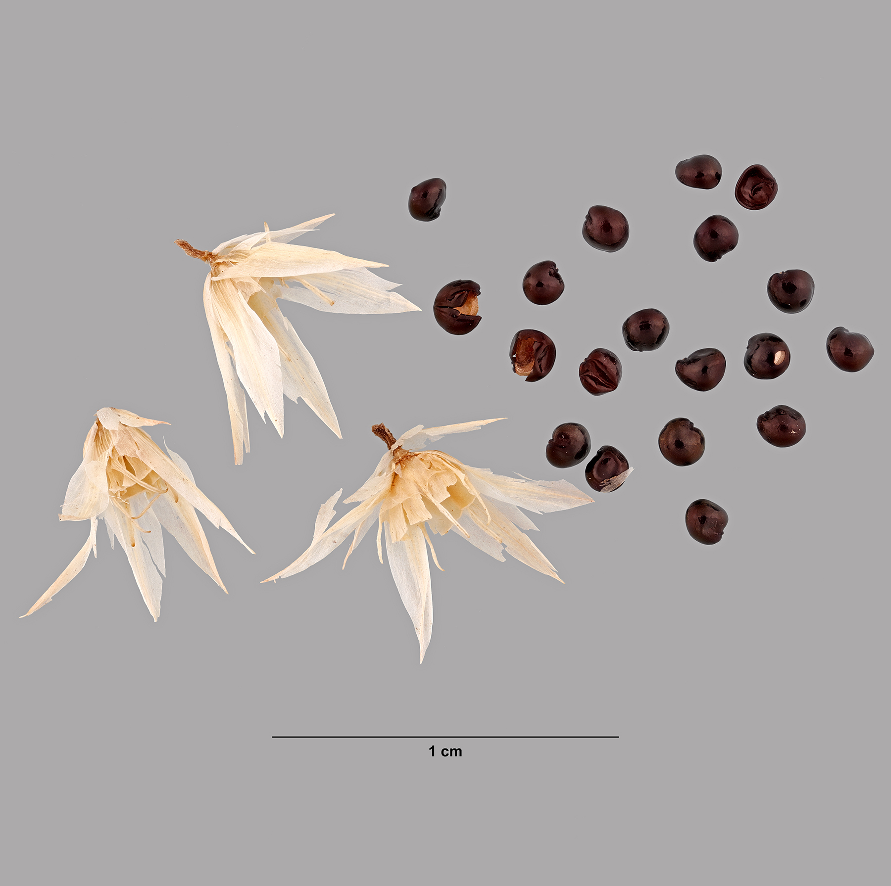 Amaranthaceae | Fruit and Seed Family ID