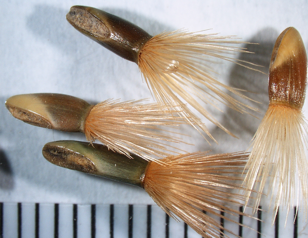 Asteraceae | Fruit and Seed Family ID