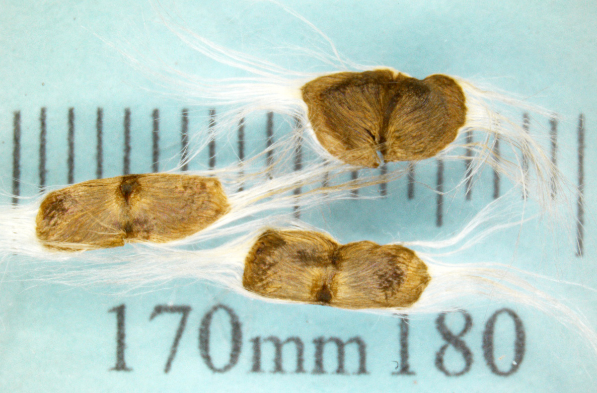 Bignoniaceae | Fruit and Seed Family ID