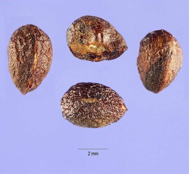 Rutaceae | Fruit and Seed Family ID