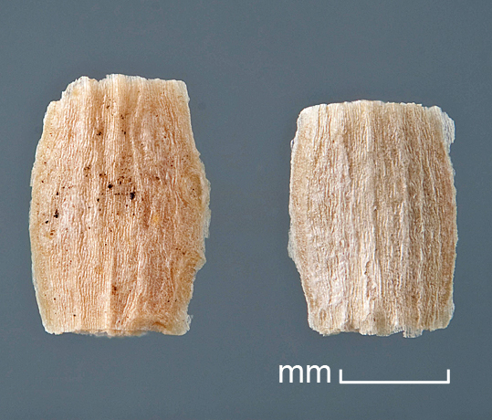 Brassicaceae | Fruit and Seed Family ID