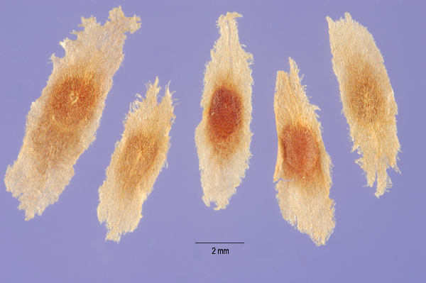 Rubiaceae | Fruit and Seed Family ID