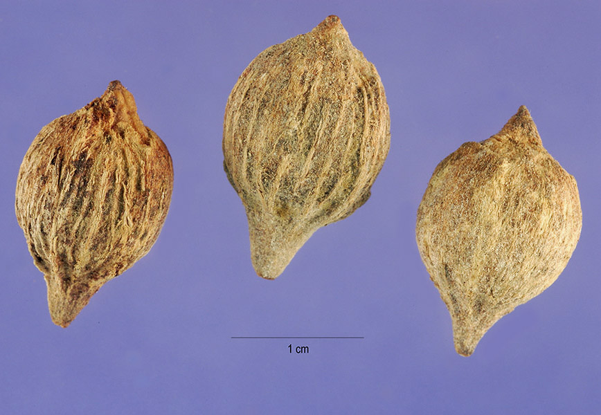 Polygonaceae | Fruit and Seed Family ID