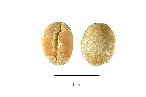 Rubiaceae | Fruit and Seed Family ID