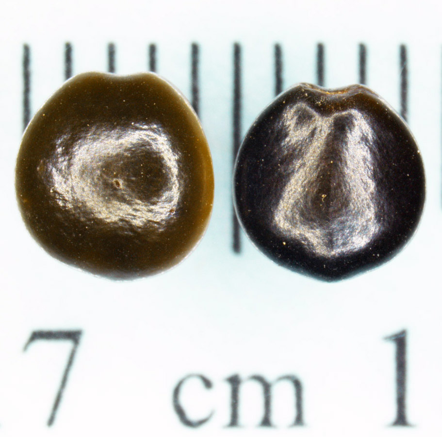 Rhamnaceae | Fruit and Seed Family ID