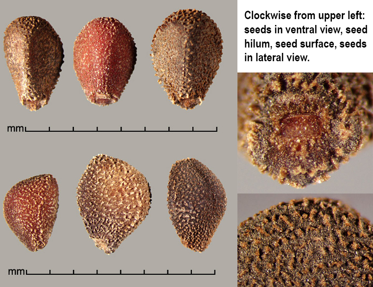Convolvulaceae | Fruit and Seed Family ID