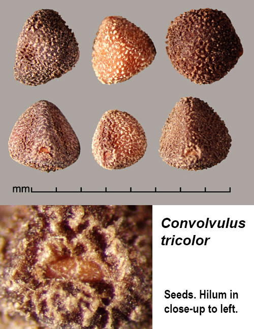Convolvulaceae | Fruit and Seed Family ID