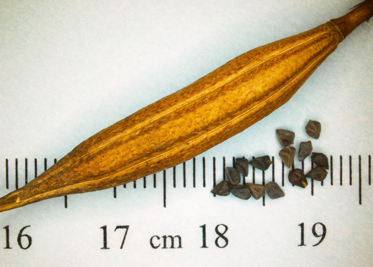 Malvaceae | Fruit and Seed Family ID