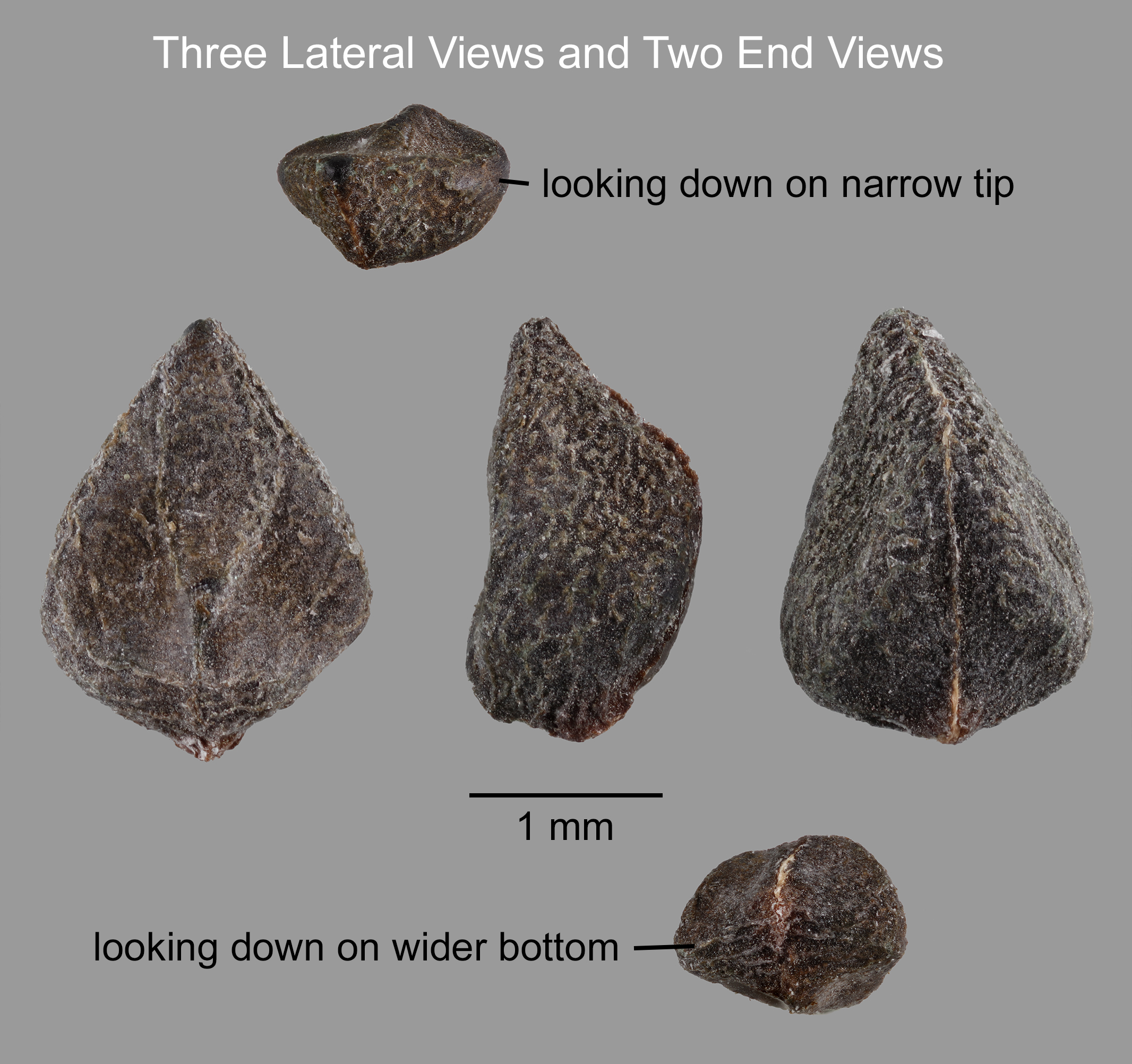 Malvaceae | Fruit and Seed Family ID