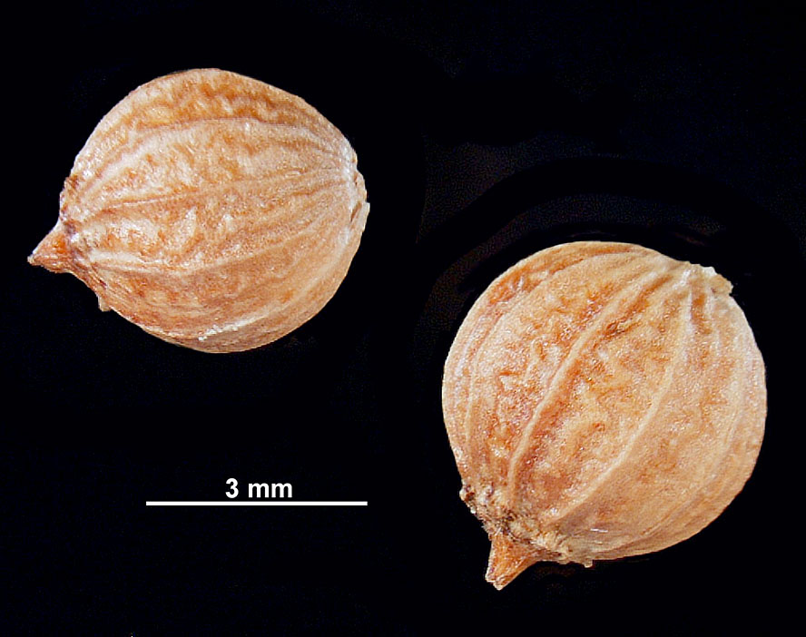 Apiaceae | Fruit and Seed Family ID