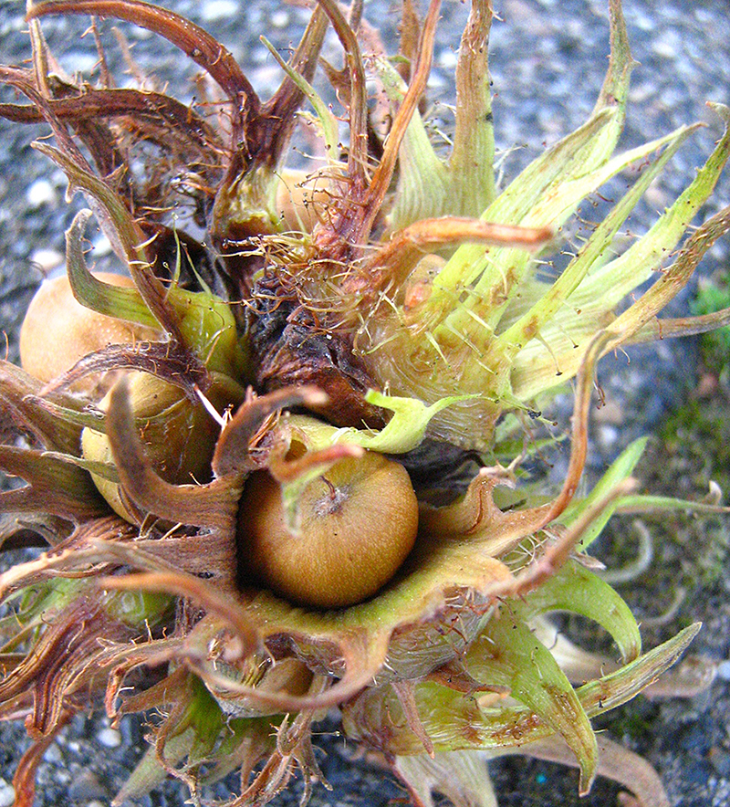 Betulaceae | Fruit and Seed Family ID