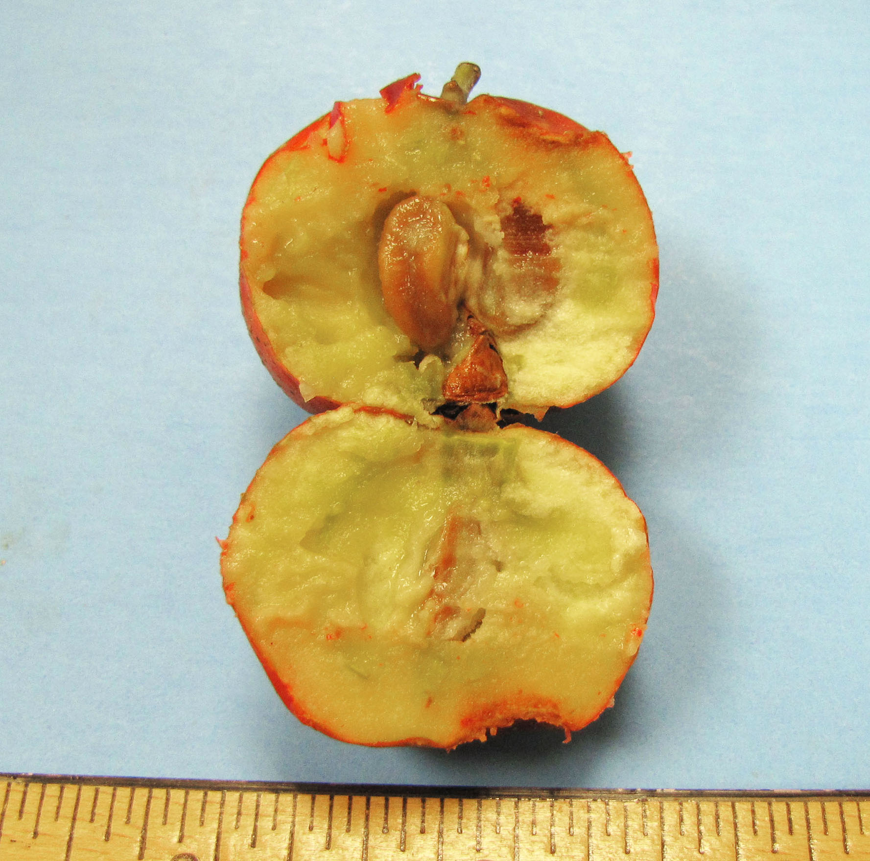 Rosaceae | Fruit and Seed Family ID