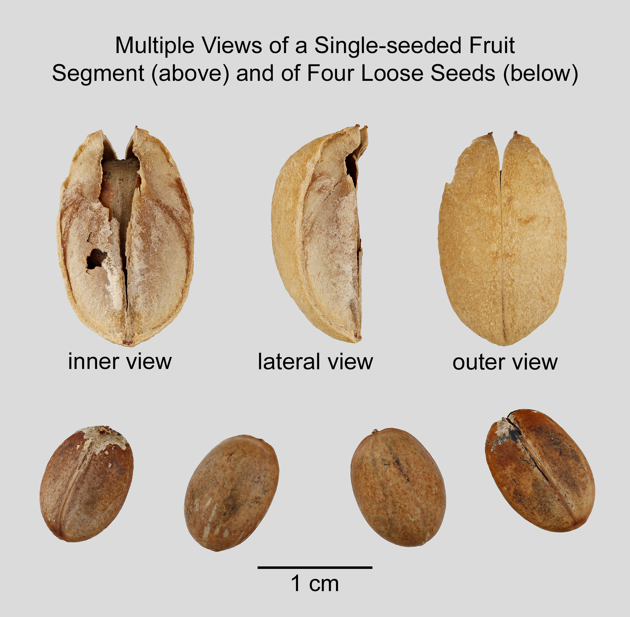 Euphorbiaceae | Fruit and Seed Family ID