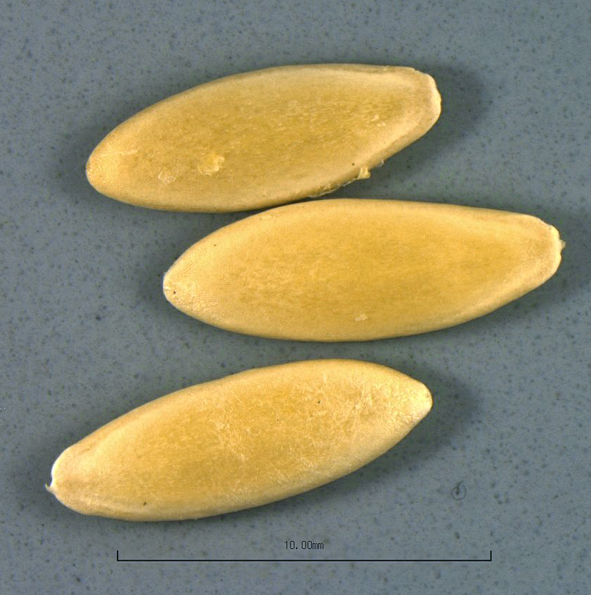 Cucurbitaceae | Fruit and Seed Family ID