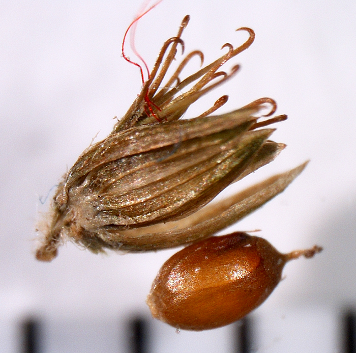 Amaranthaceae | Fruit and Seed Family ID