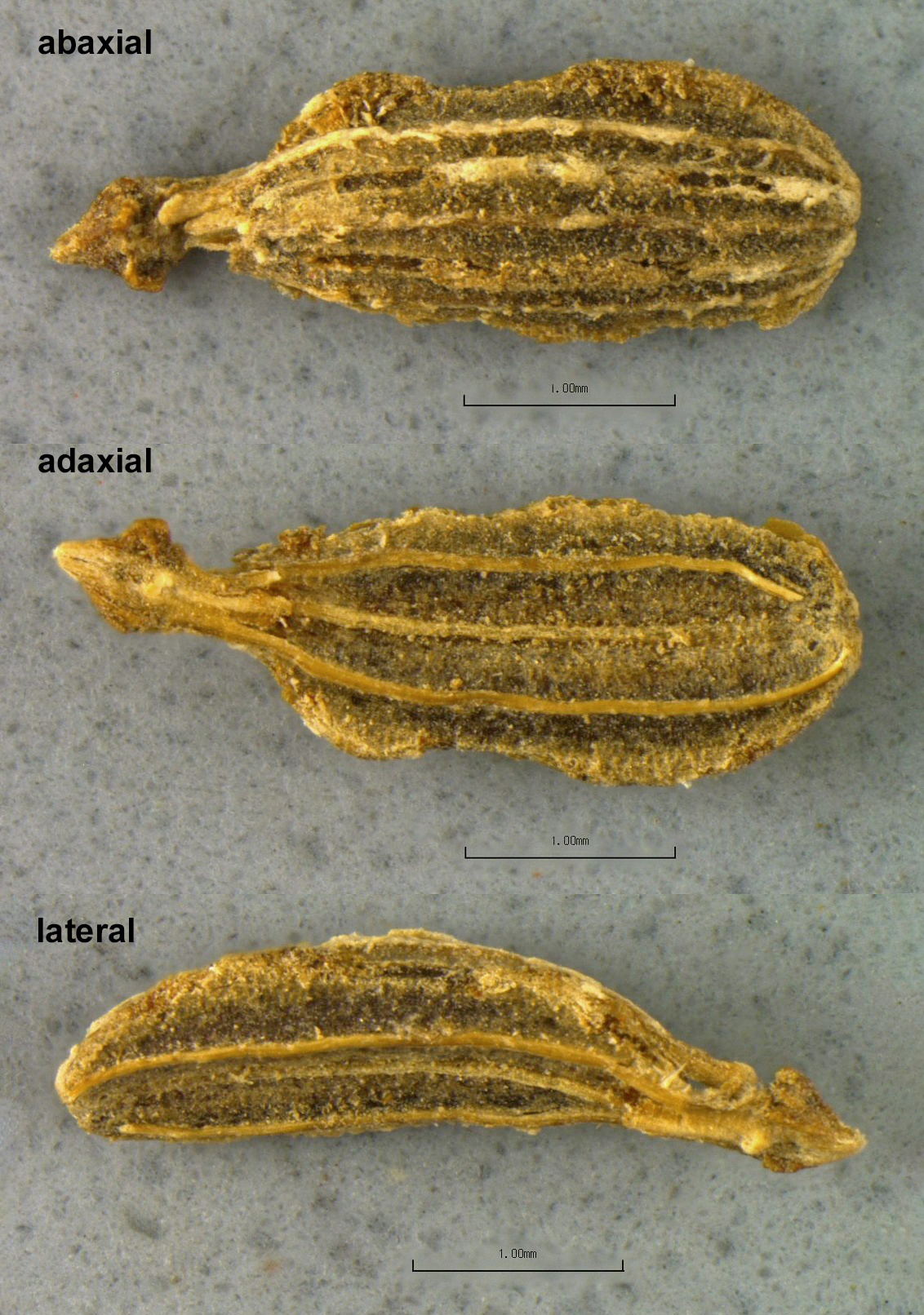 Apiaceae | Fruit and Seed Family ID