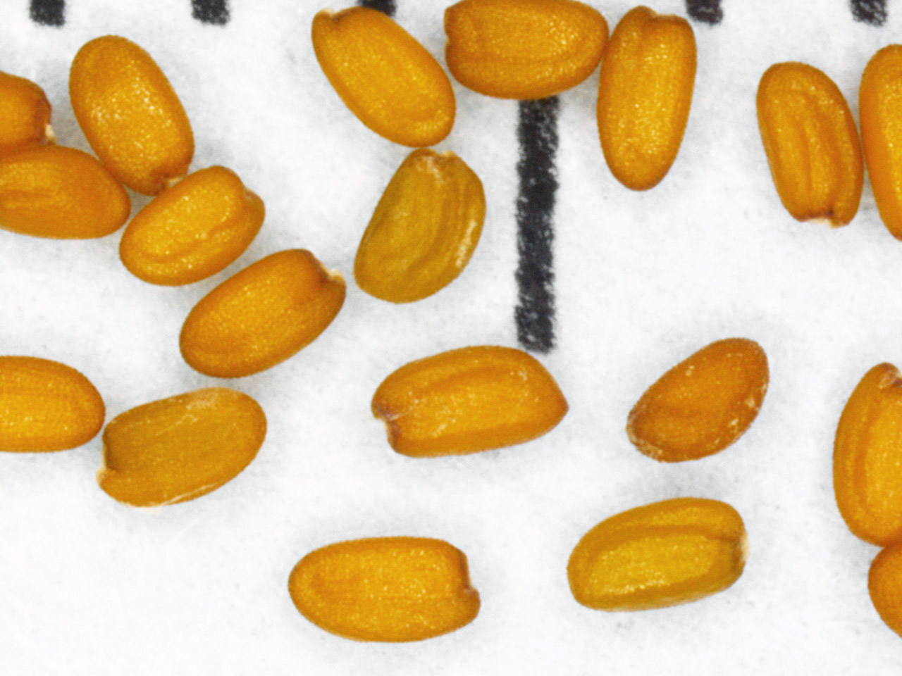 Brassicaceae | Fruit and Seed Family ID