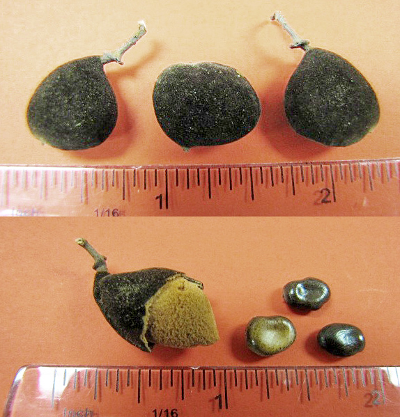 Fabaceae | Fruit and Seed Family ID