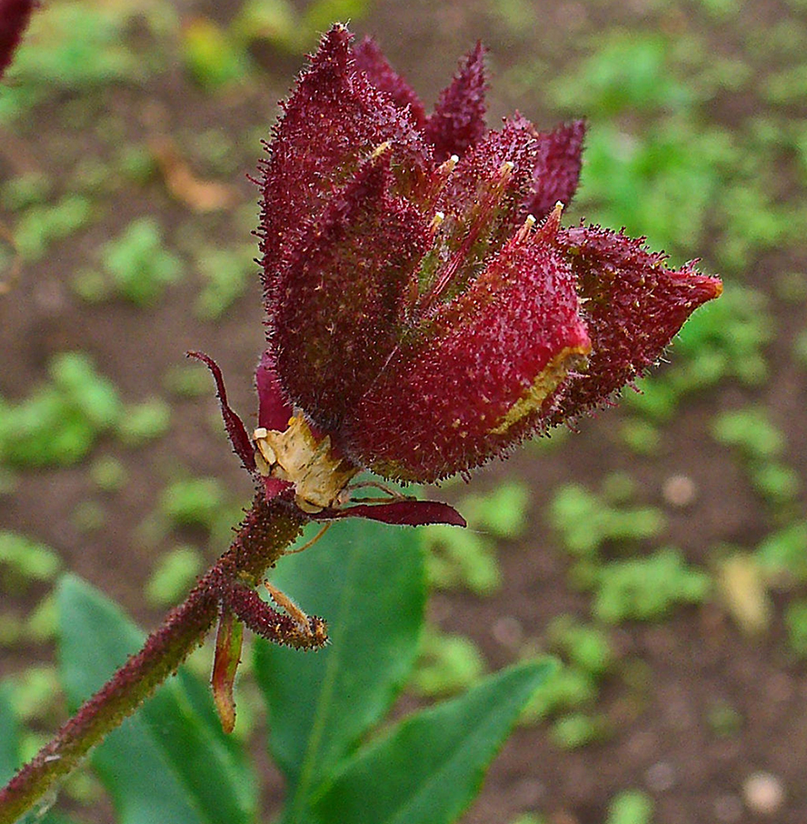Rutaceae | Fruit and Seed Family ID