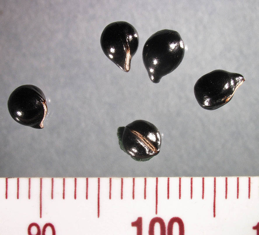 Rutaceae | Fruit and Seed Family ID