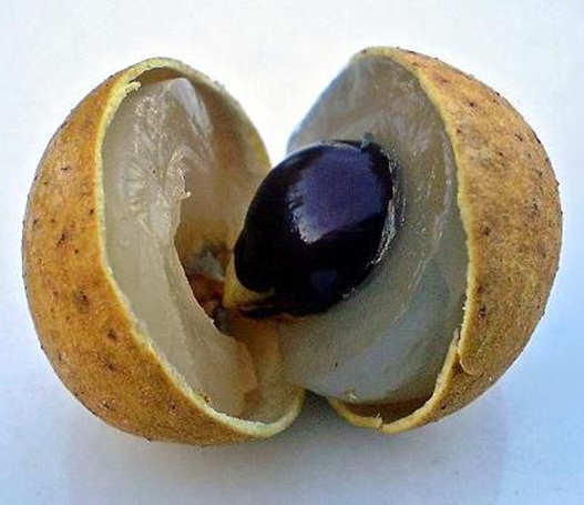 Sapindaceae | Fruit and Seed Family ID