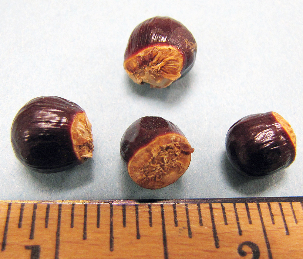 Sapindaceae | Fruit and Seed Family ID